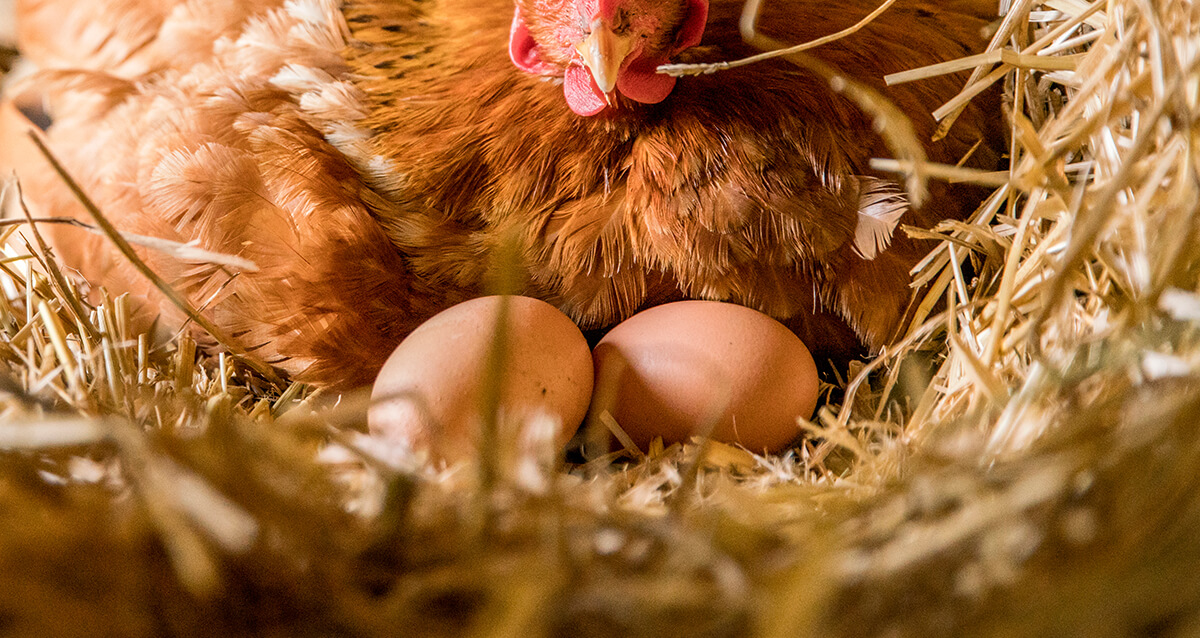 Proteins | Products and services | Sanimax